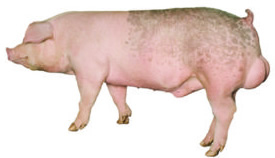 Boar Lines | Sandy Pine